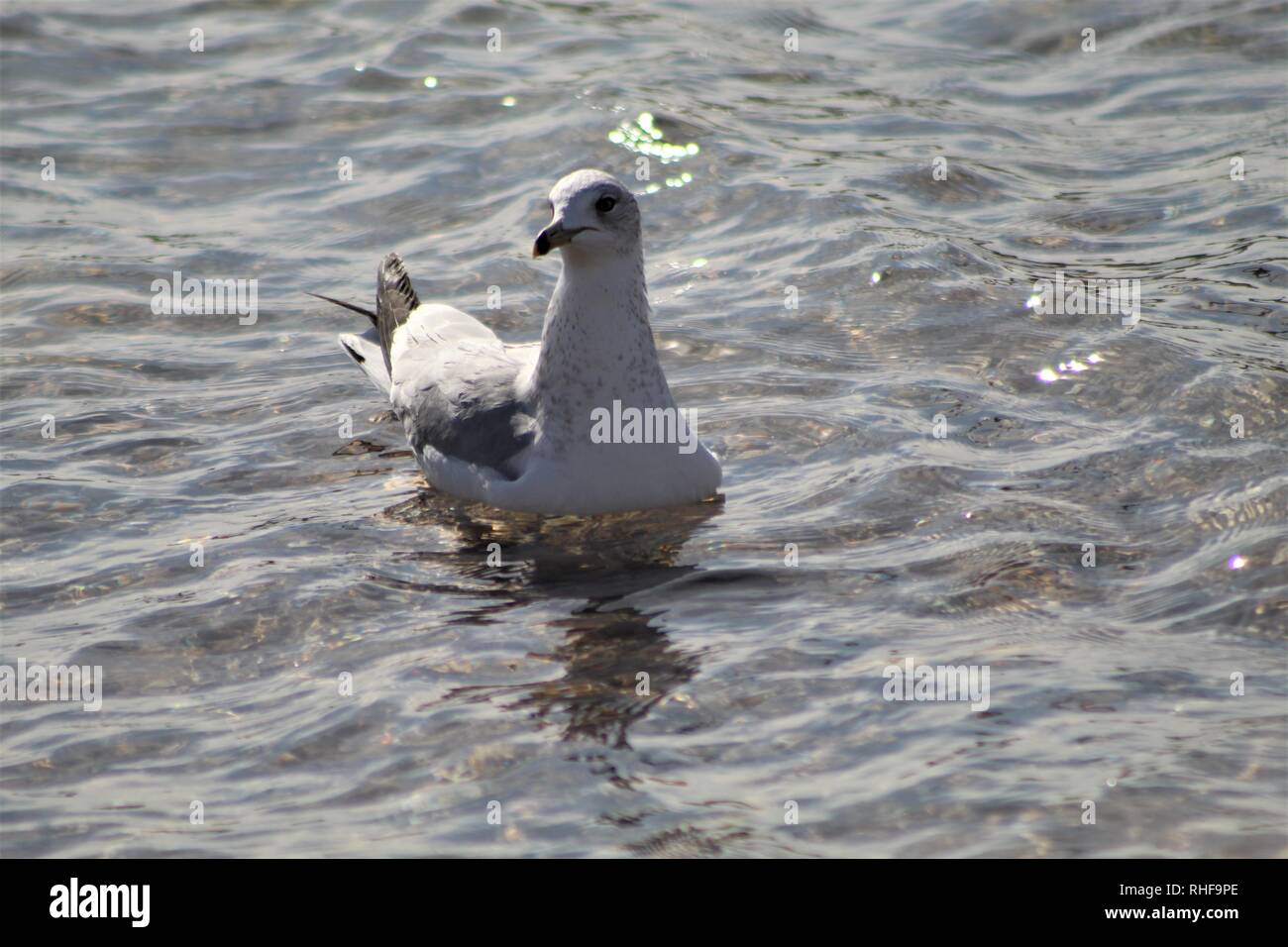 Birds floating on the Colorado River Stock Photo - Alamy