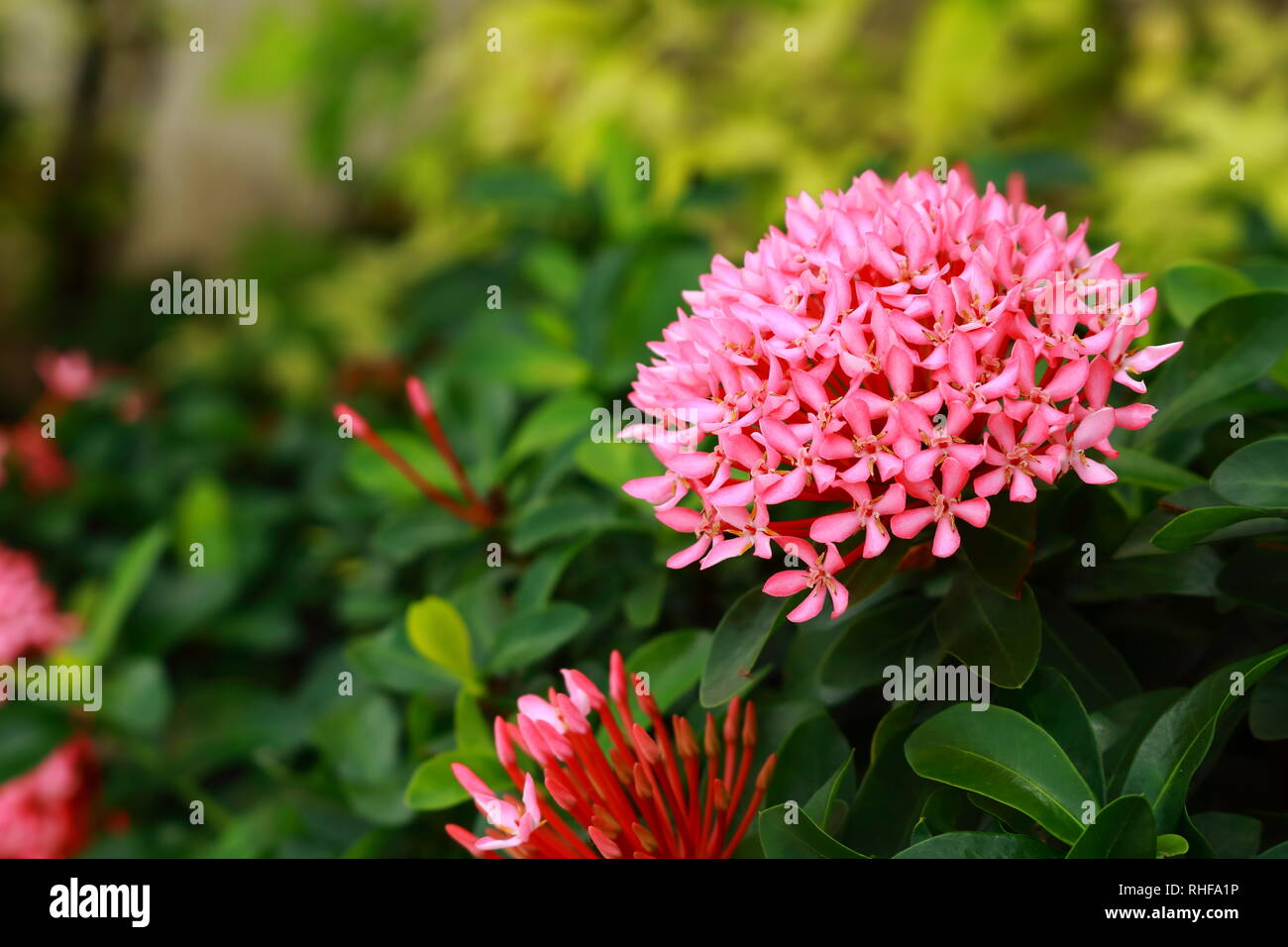 Spike leaf hi-res stock photography and images - Alamy
