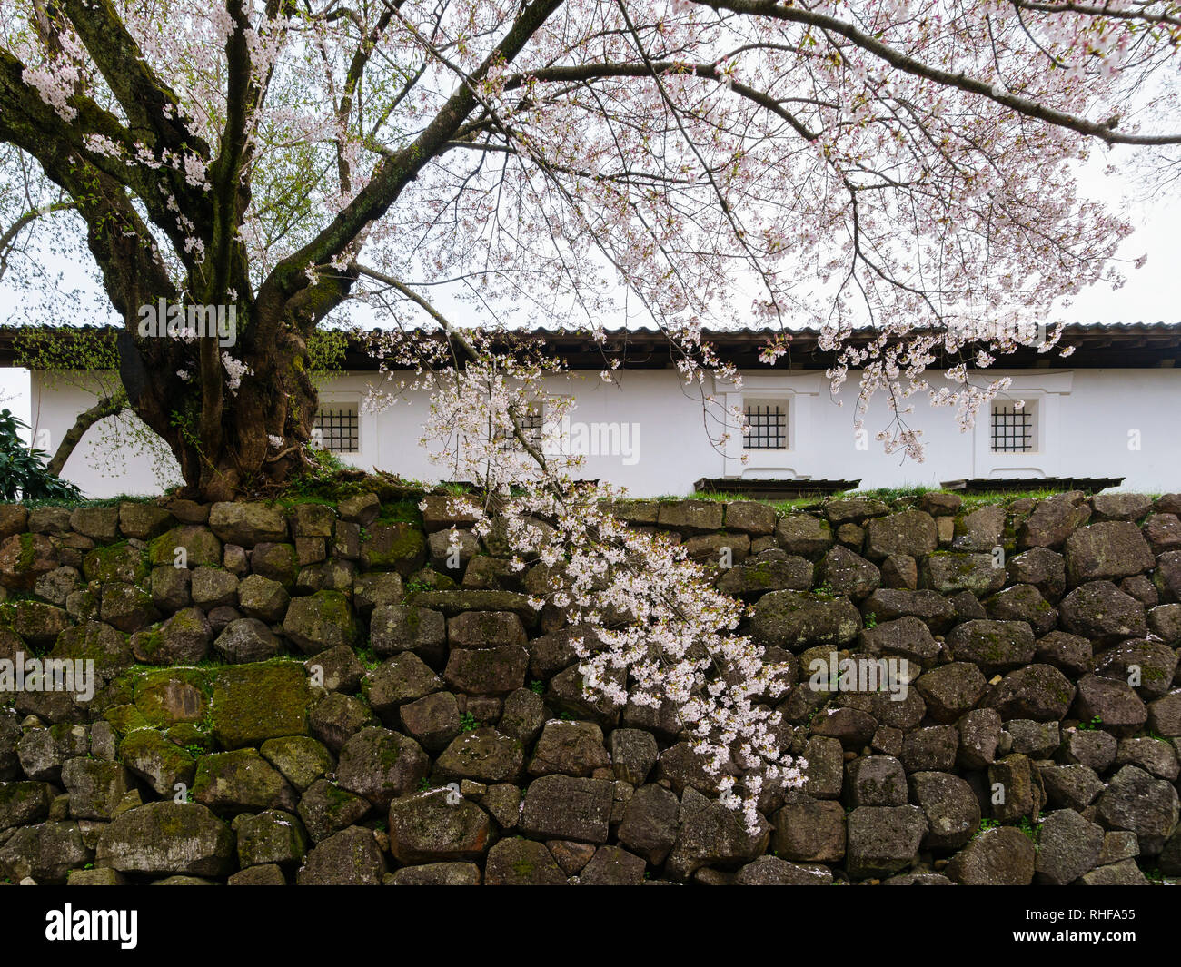 Mount fuji cherry tree hi-res stock photography and images - Alamy
