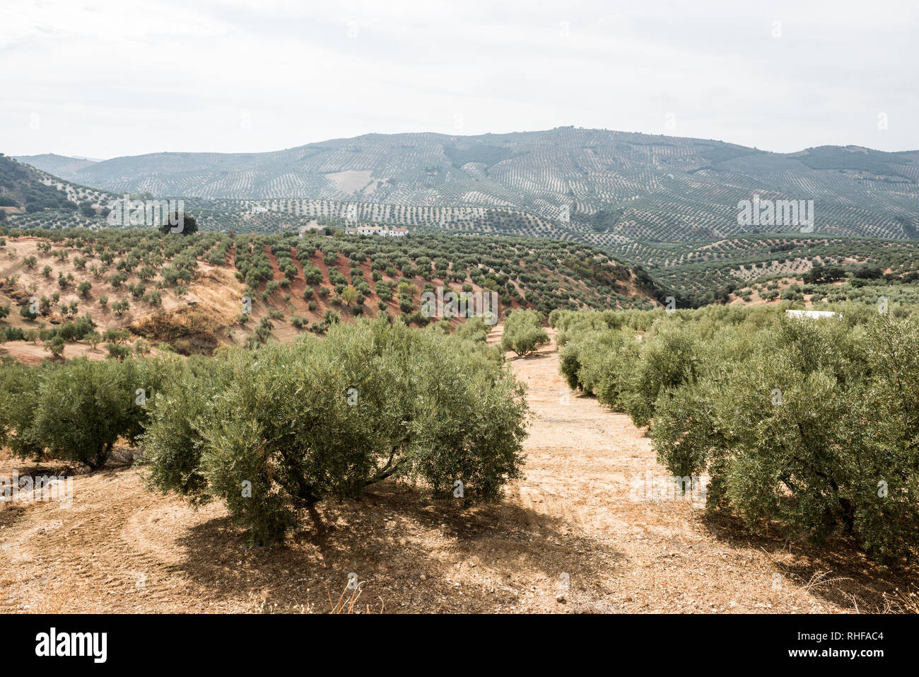 Andalucia, Olive tree plantations Stock Photo - Alamy