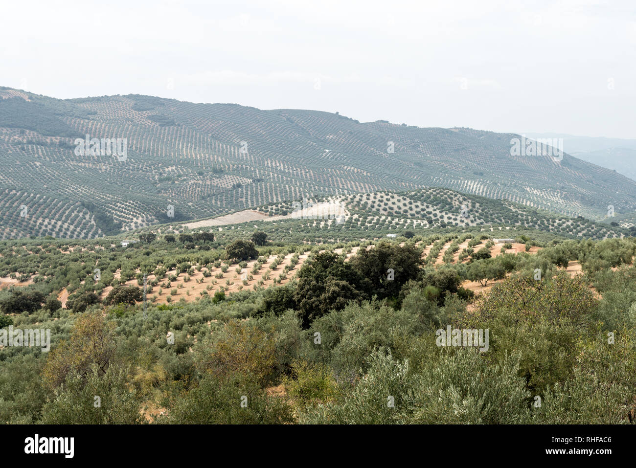 Tree plantations hi-res stock photography and images - Alamy