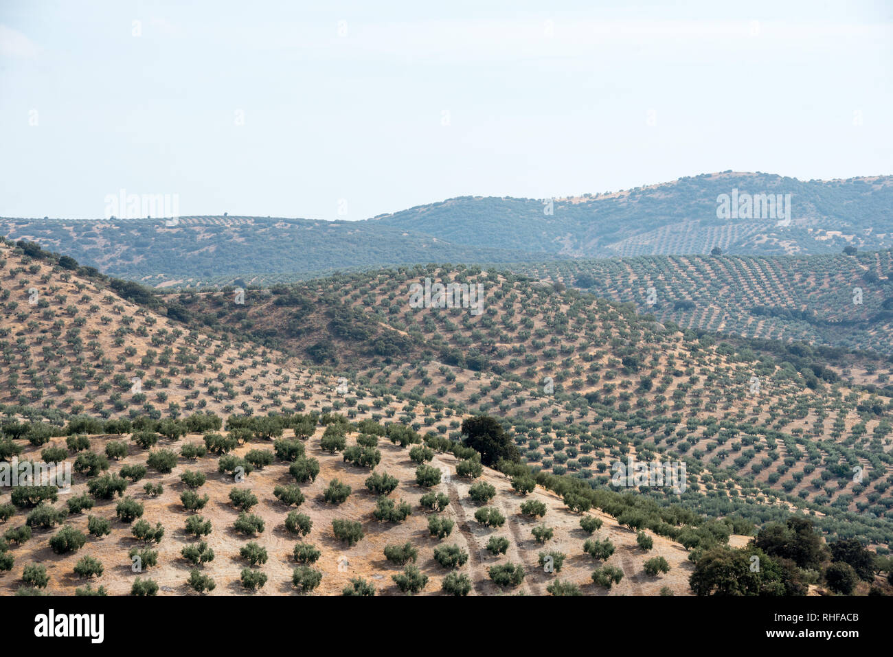 Olive tree hi-res stock photography and images - Alamy