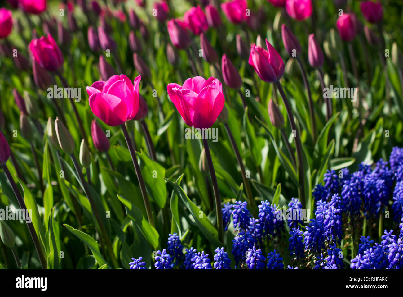 tulips of various colors in nature in spring time Stock Photo - Alamy