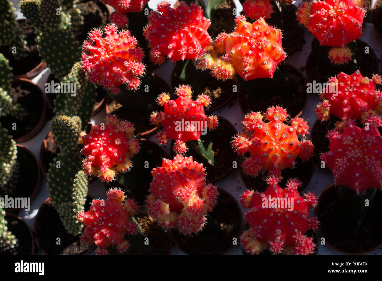 Little colorful cactus plant in a small pot Stock Photo - Alamy