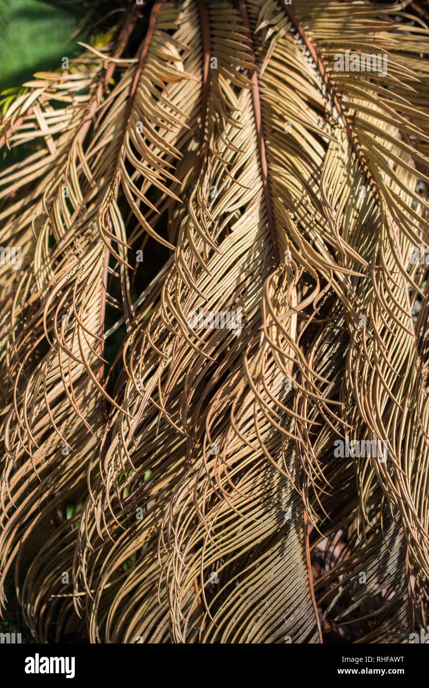 Dry tree leaf as an Autumn background Stock Photo - Alamy