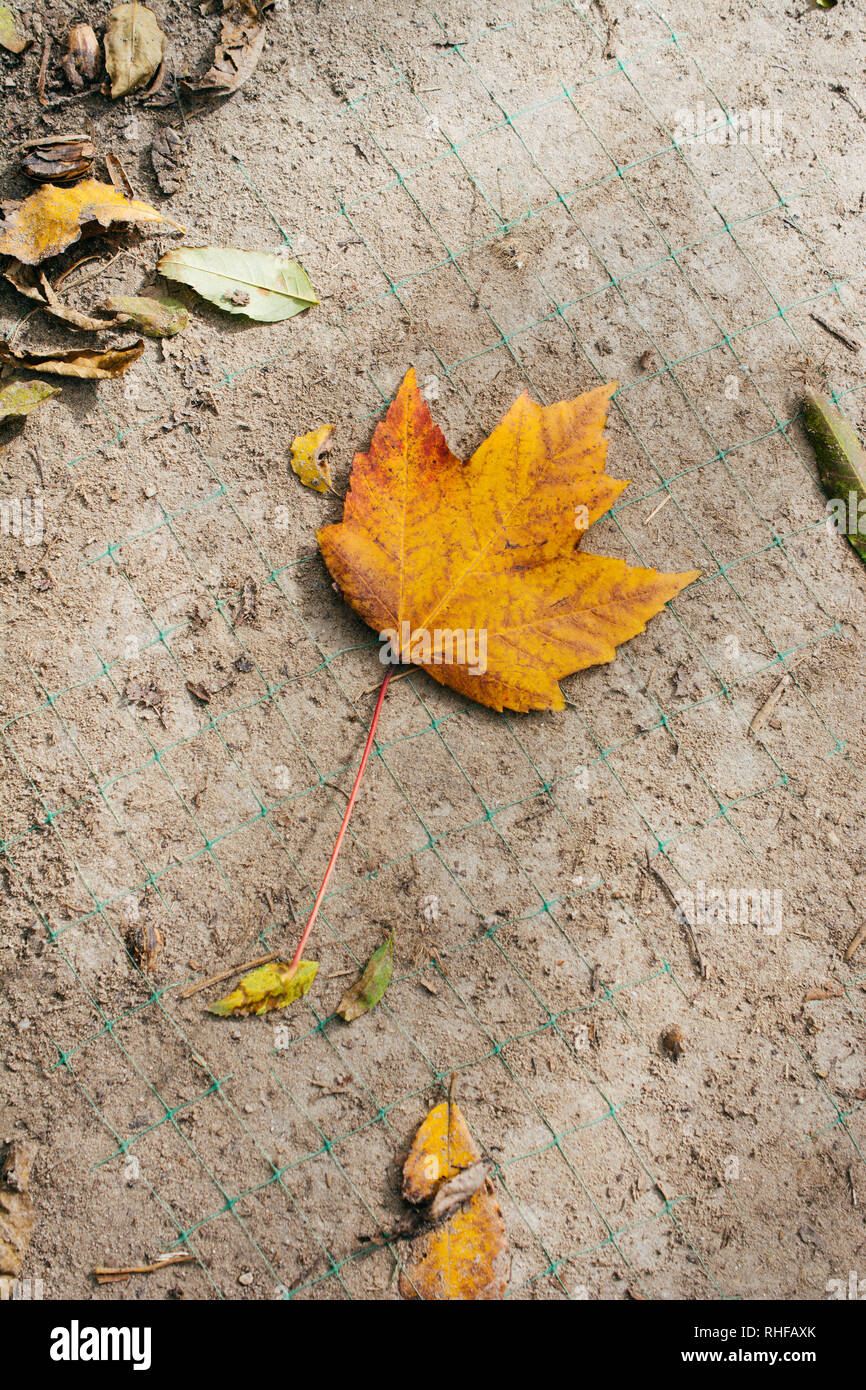 Dry tree leaf as an Autumn background Stock Photo - Alamy
