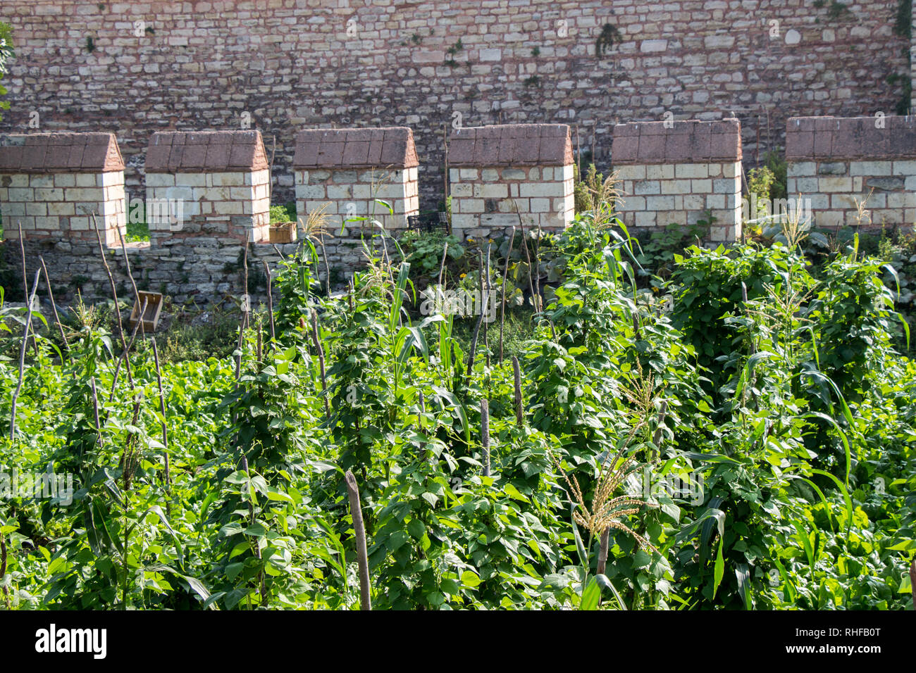 Growing sprouted agricultural crops in spring field Stock Photo - Alamy