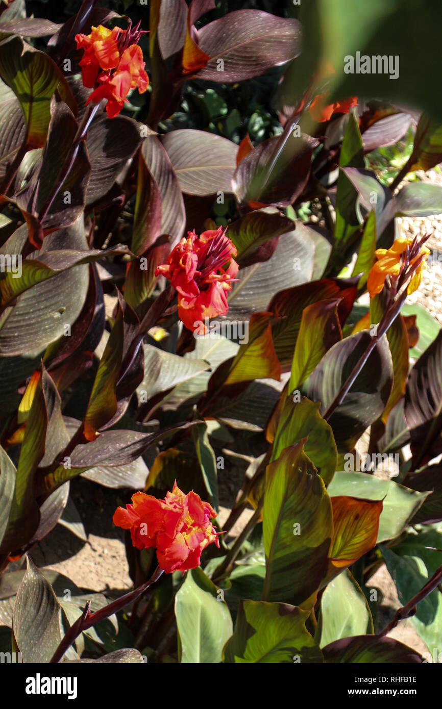 Beautiful fresh Iris flowers in nature background Stock Photo - Alamy