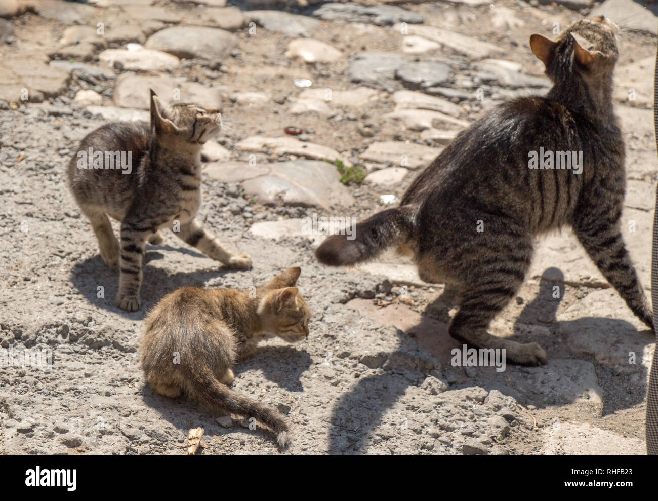 Stray cat seen in the street of the city Stock Photo - Alamy