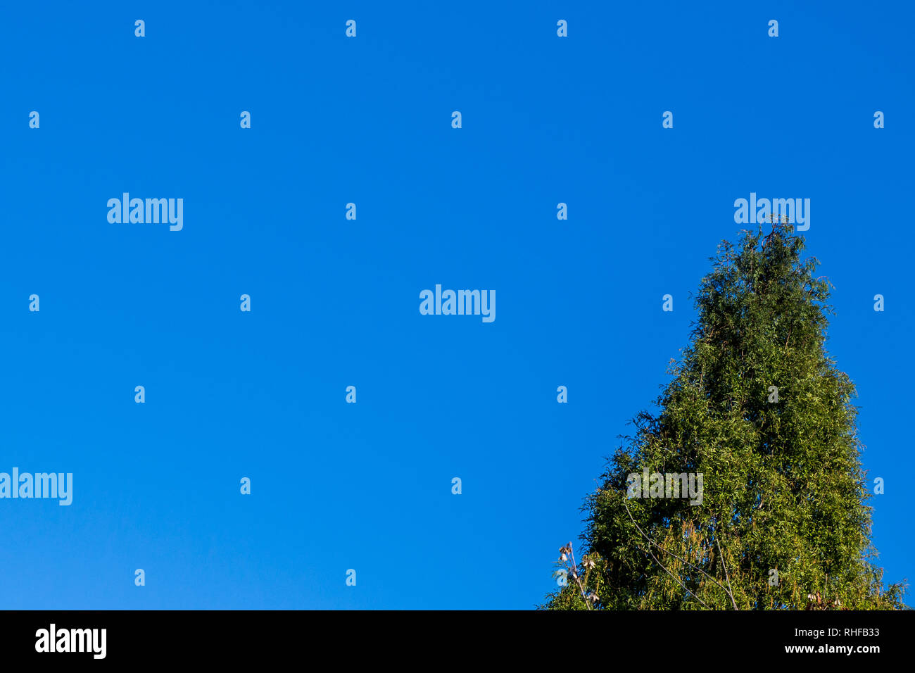 Top part of tree leaves with branches with sky view Stock Photo - Alamy