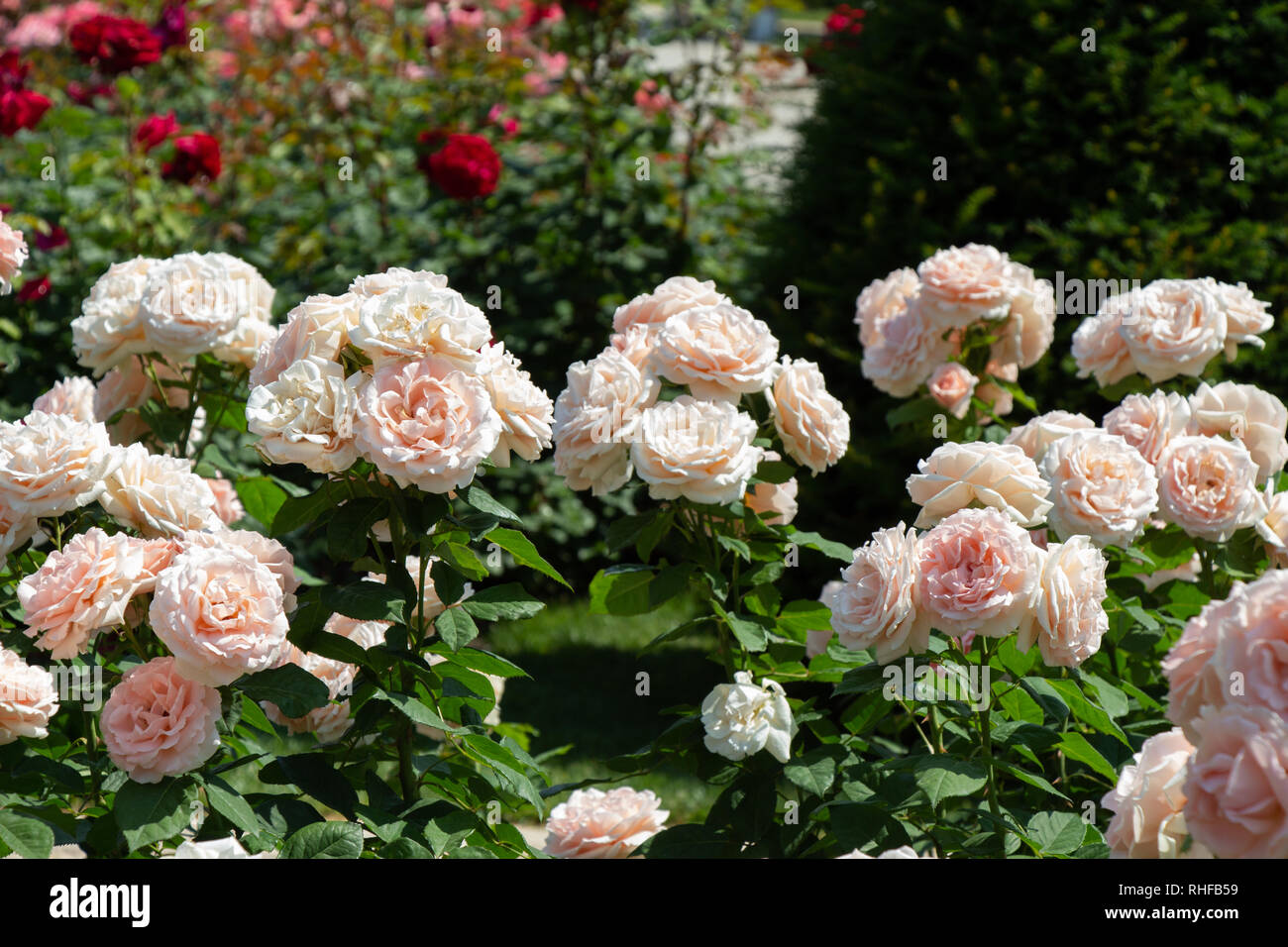 White roses in a botanical park in Istanbul on display Stock Photo - Alamy