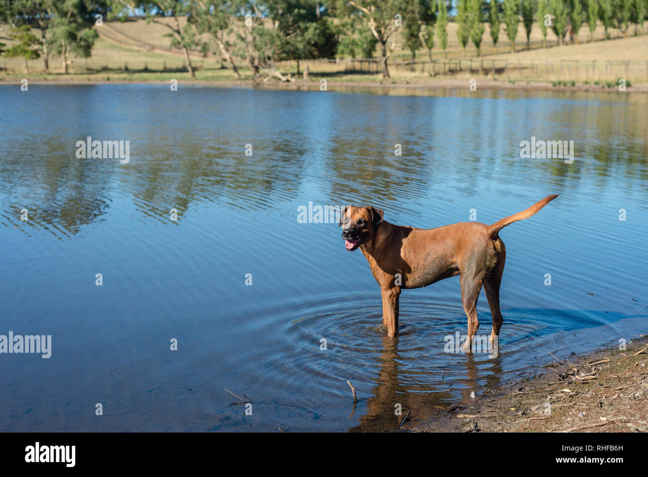 dogs in the dam on a farm Stock Photo - Alamy