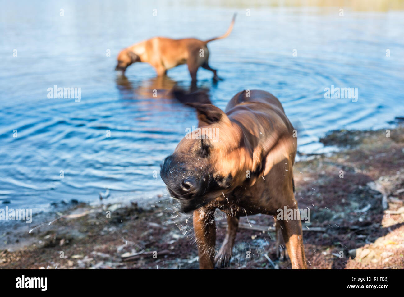 dogs in the dam on a farm Stock Photo - Alamy