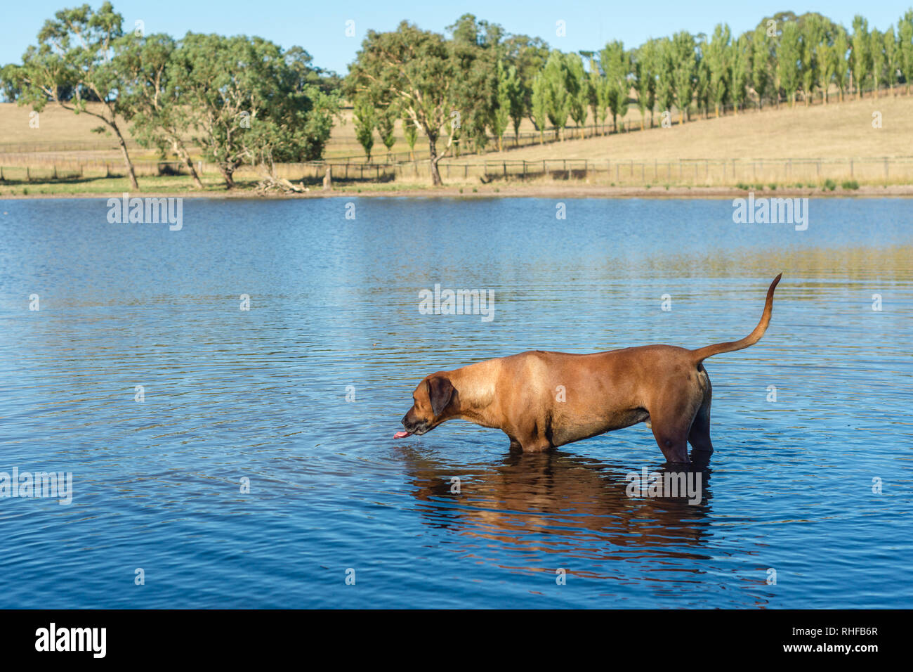 dogs in the dam on a farm Stock Photo - Alamy