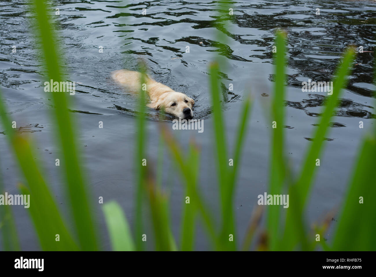 dogs swimming in dam Stock Photo - Alamy