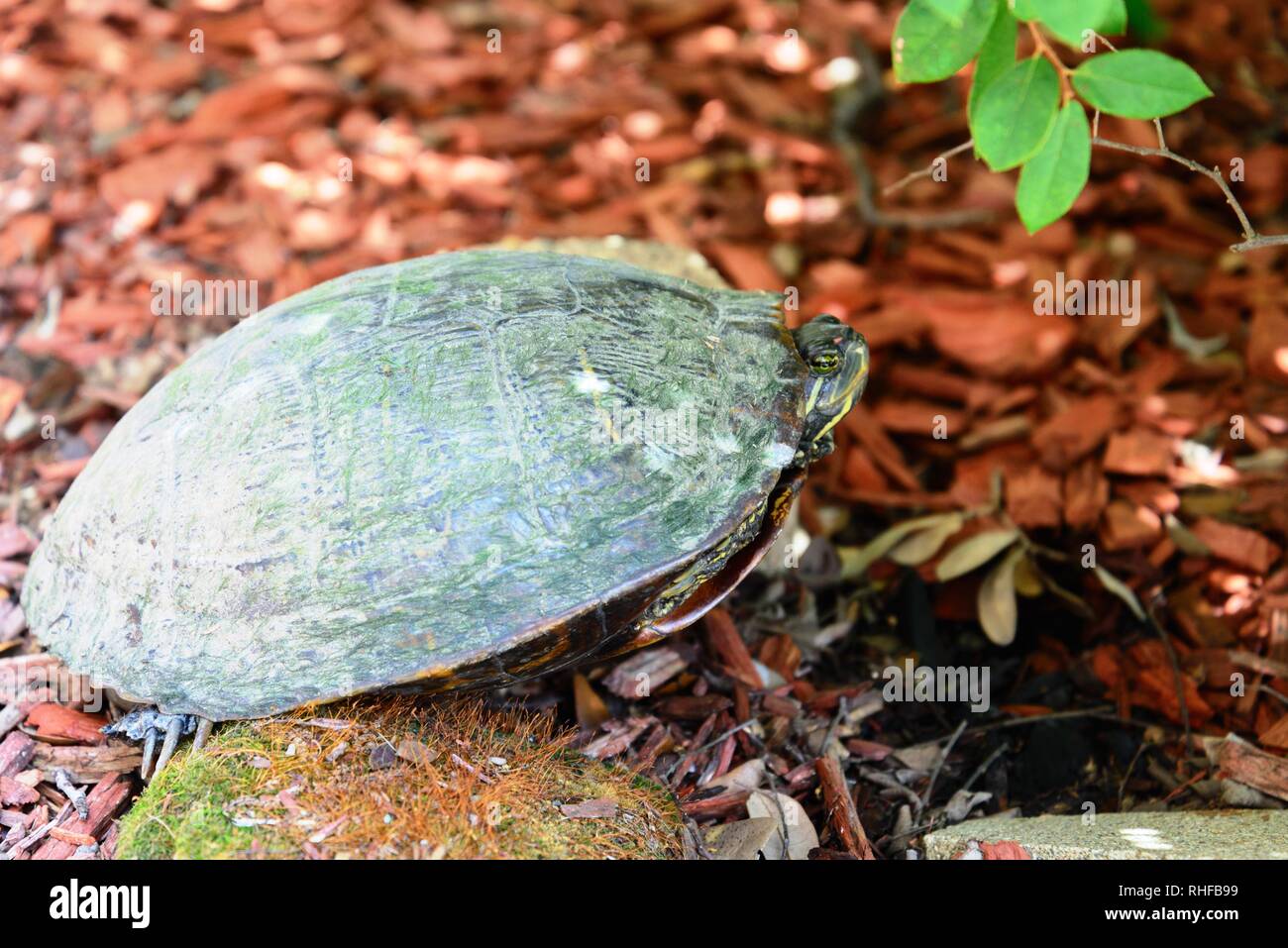box turtle in a garden with red cedar mulch Stock Photo - Alamy