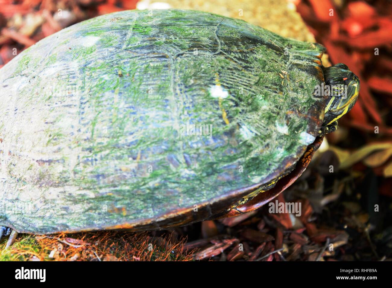 Cedar mulch hi-res stock photography and images - Alamy