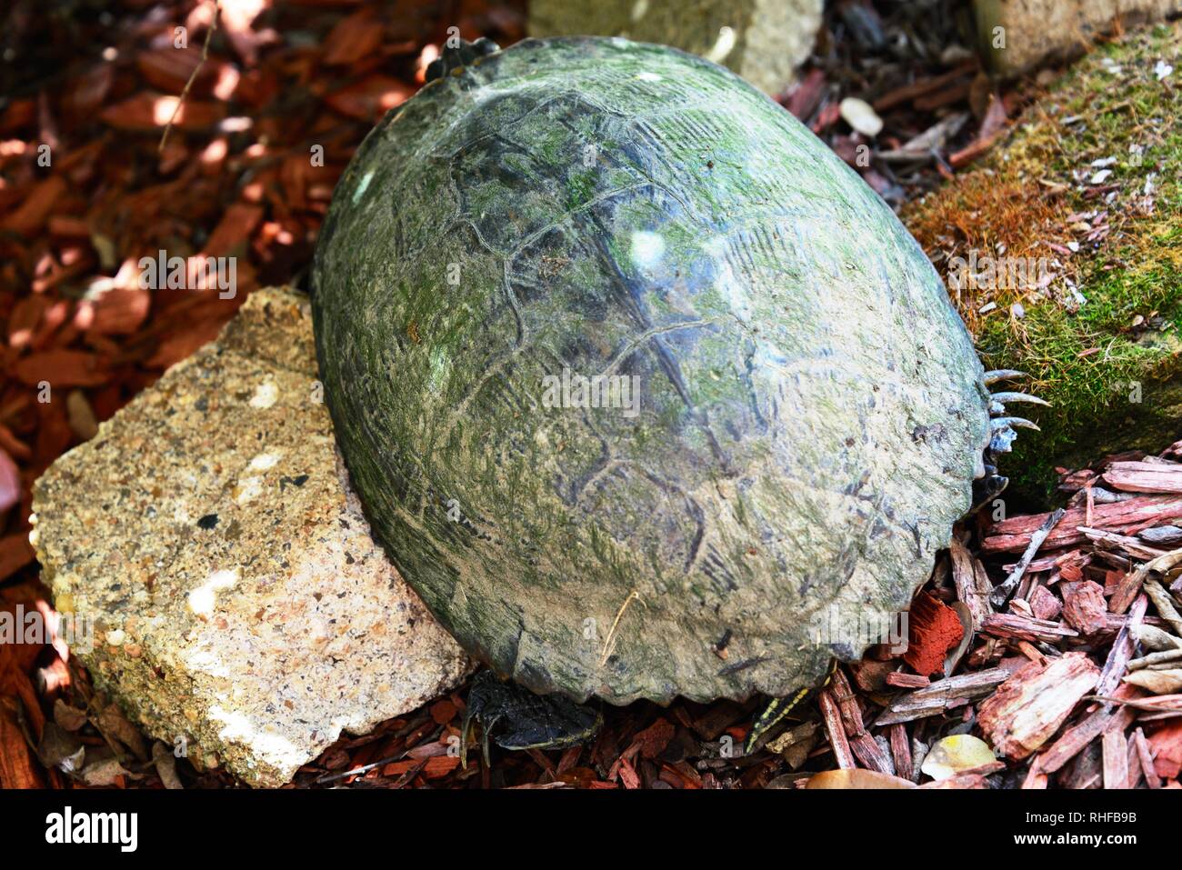 box turtle in a garden with red cedar mulch Stock Photo - Alamy
