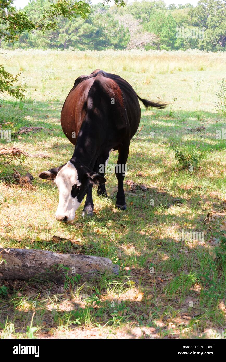 black cows roaming on a ranch with grass and trees Stock Photo - Alamy