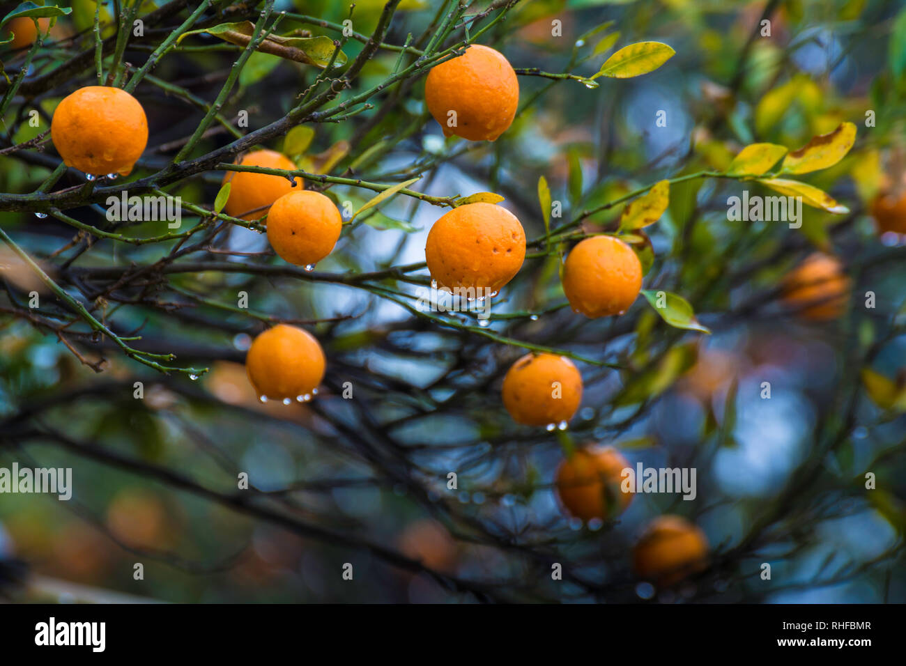 Oranges hanging from orange tree hi-res stock photography and images ...