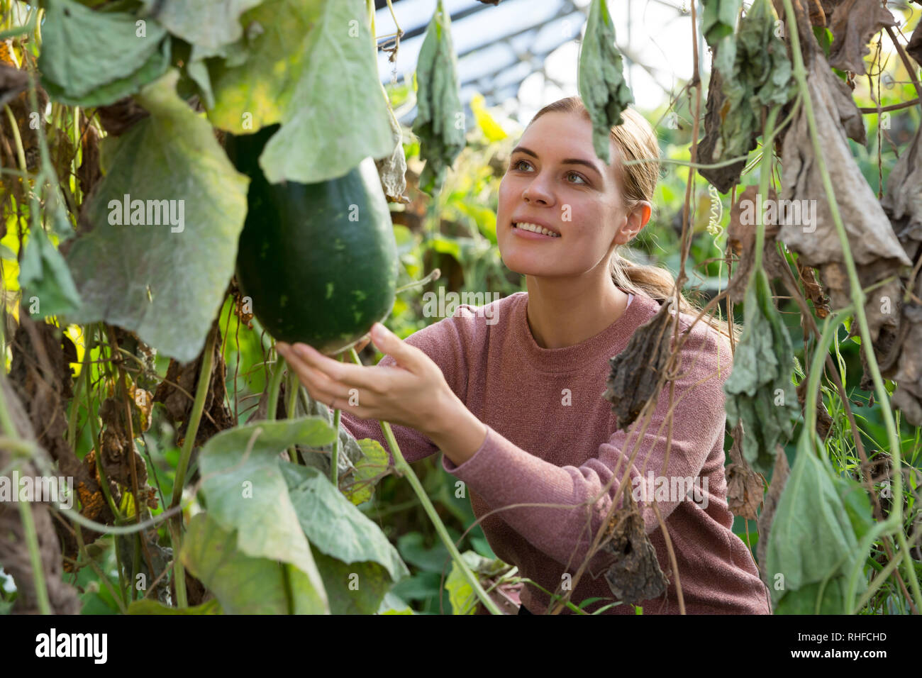 Adult female worker holding zucchini vegetable in her hands on organic ...
