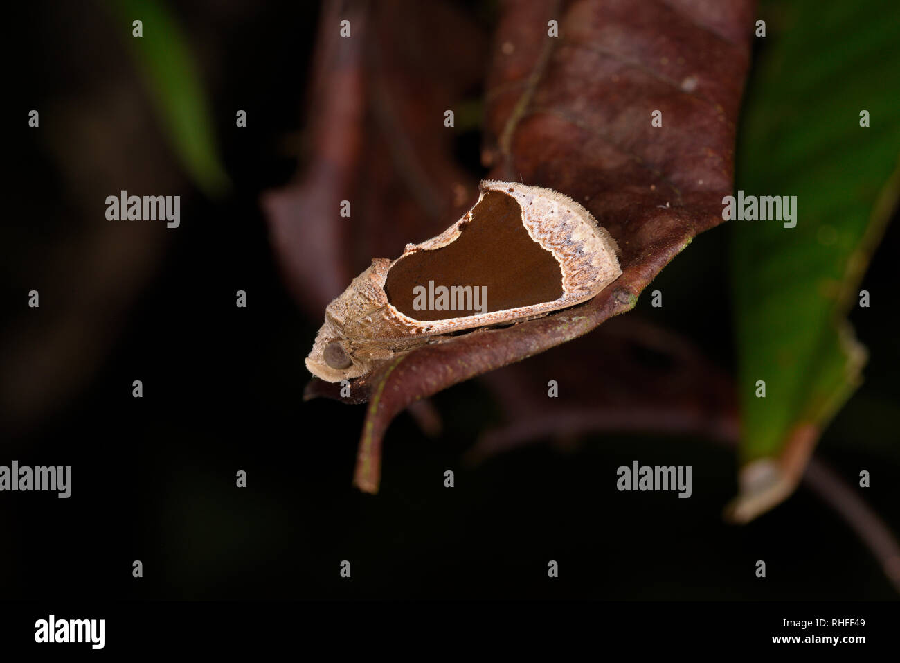 Moonseed hi-res stock photography and images - Alamy