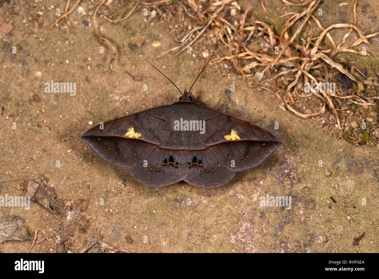 Peru Moth (Genus Gorgone) resting on forest floor, Manu National Park ...