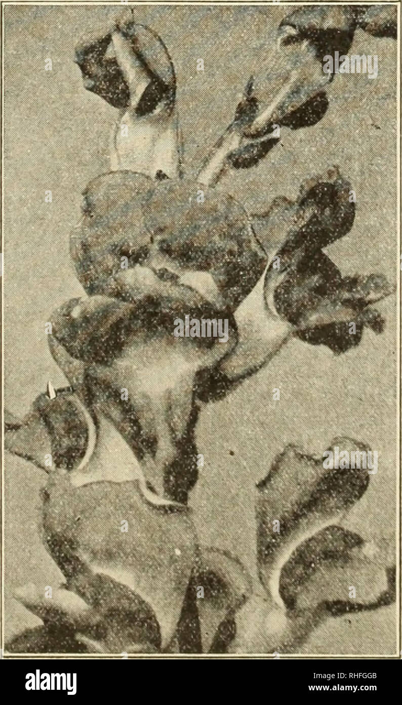 14 pointed star hi-res stock photography and images - Alamy