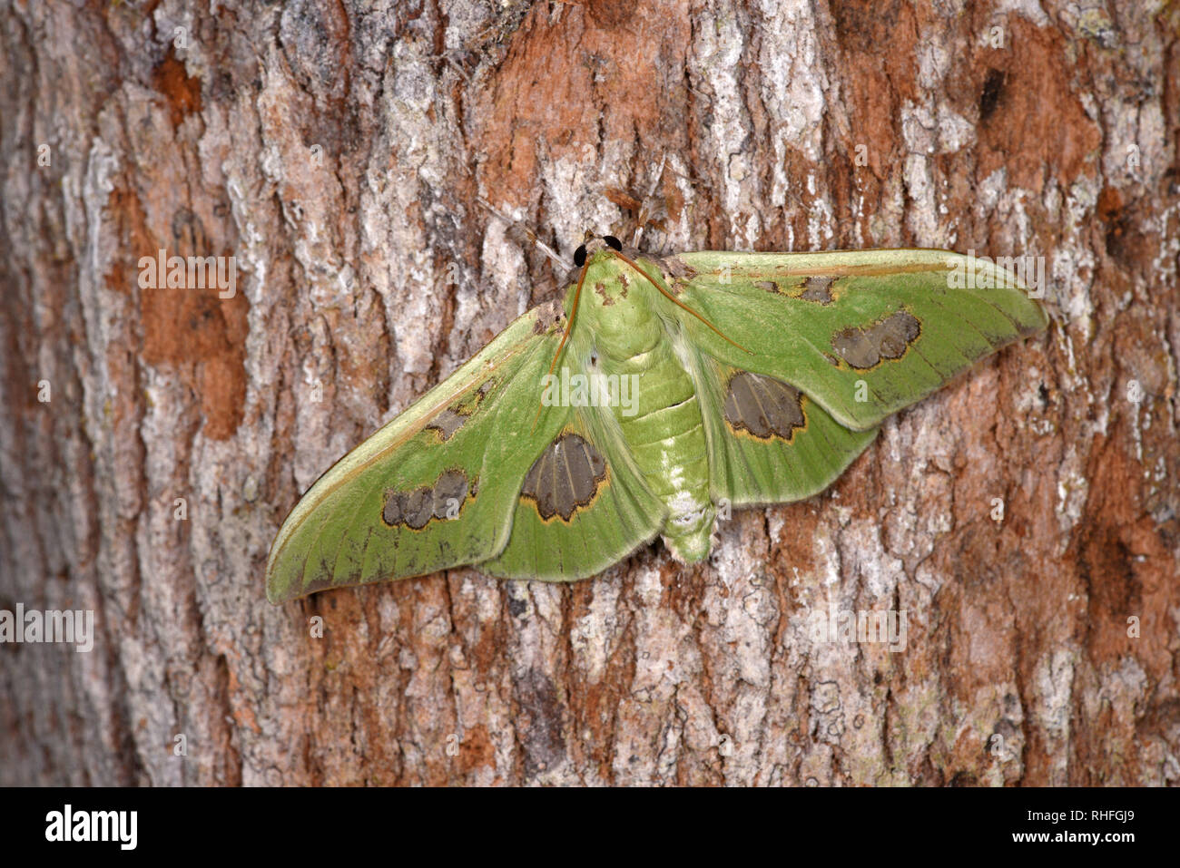 Peru Moth (Saga liris) resting on tree trunk, Manu National Park, Peru ...