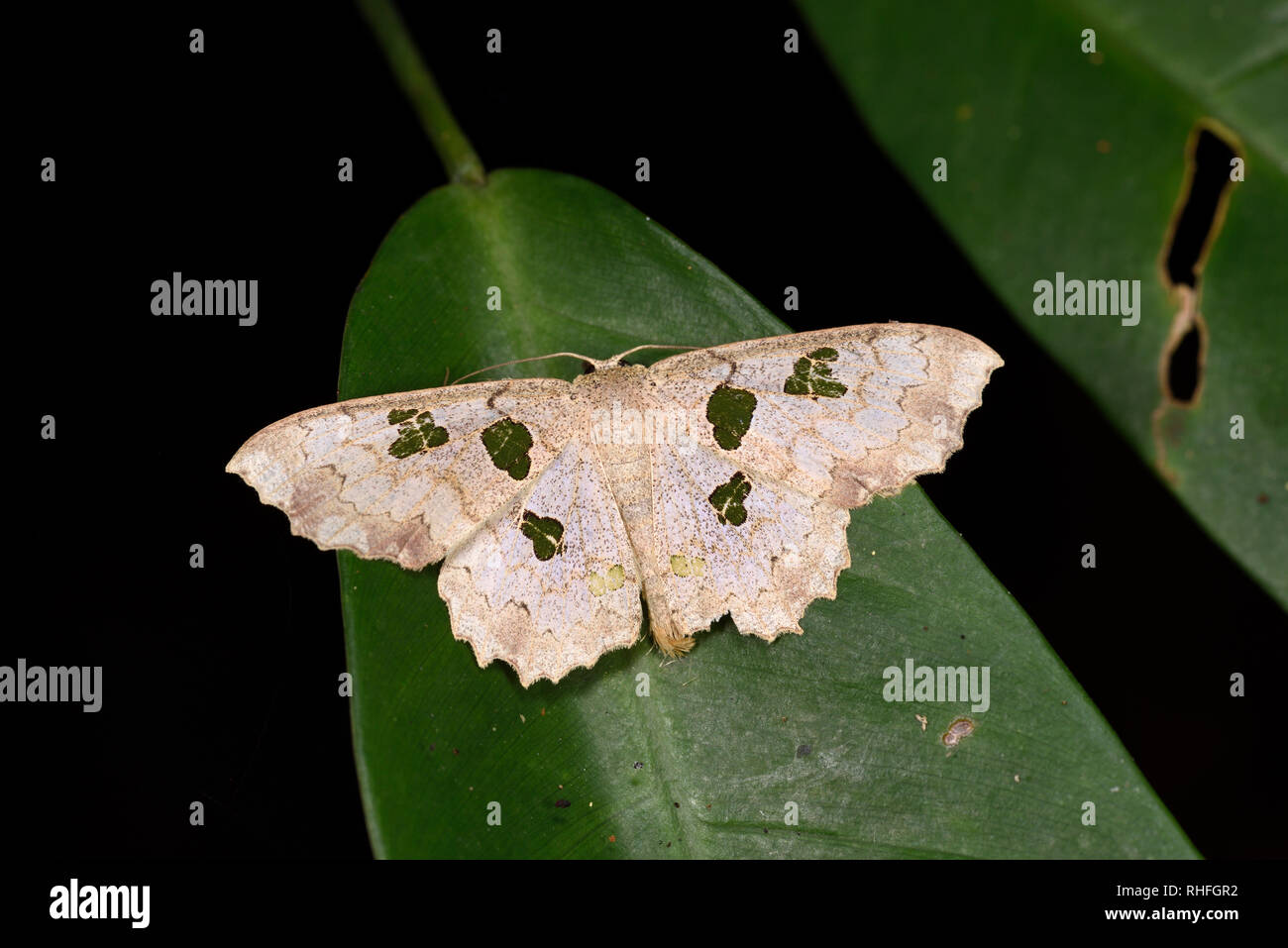 Peru Moth (Trygodes amphion) resting on leaf, Manu National Park, Peru ...