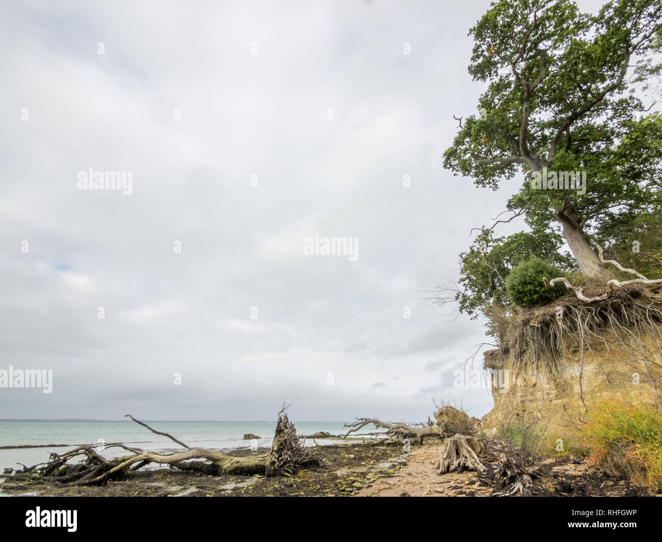 Tree falling into the sea hi-res stock photography and images - Alamy