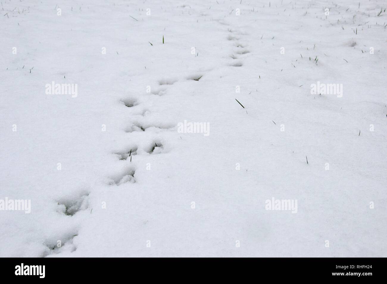 Animal tracks in snow - pheasant / bird walking towards camera ...