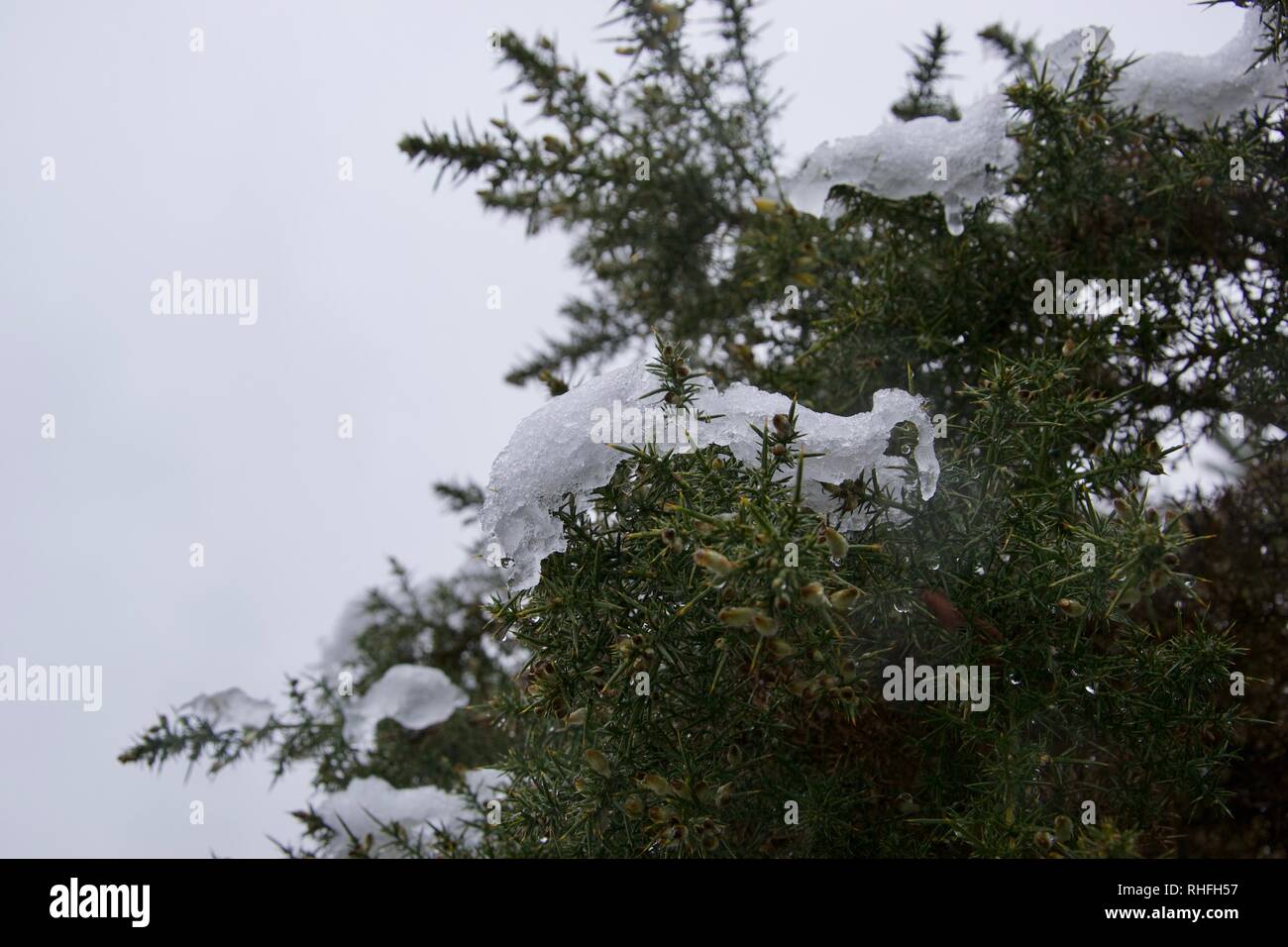 White patches on leaves hi-res stock photography and images - Alamy