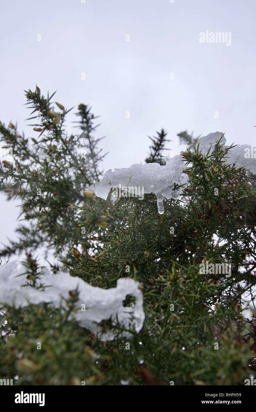 White patches on leaves hi-res stock photography and images - Alamy