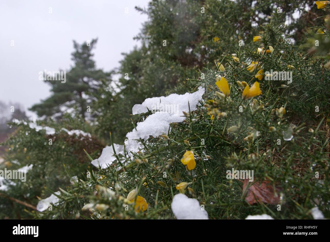 White patches on leaves hi-res stock photography and images - Alamy
