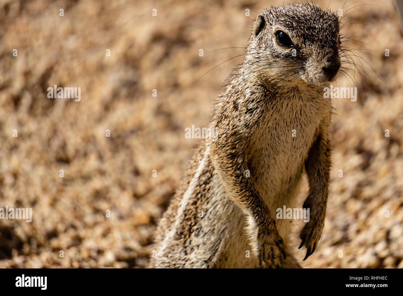 California drought animal hi-res stock photography and images - Alamy