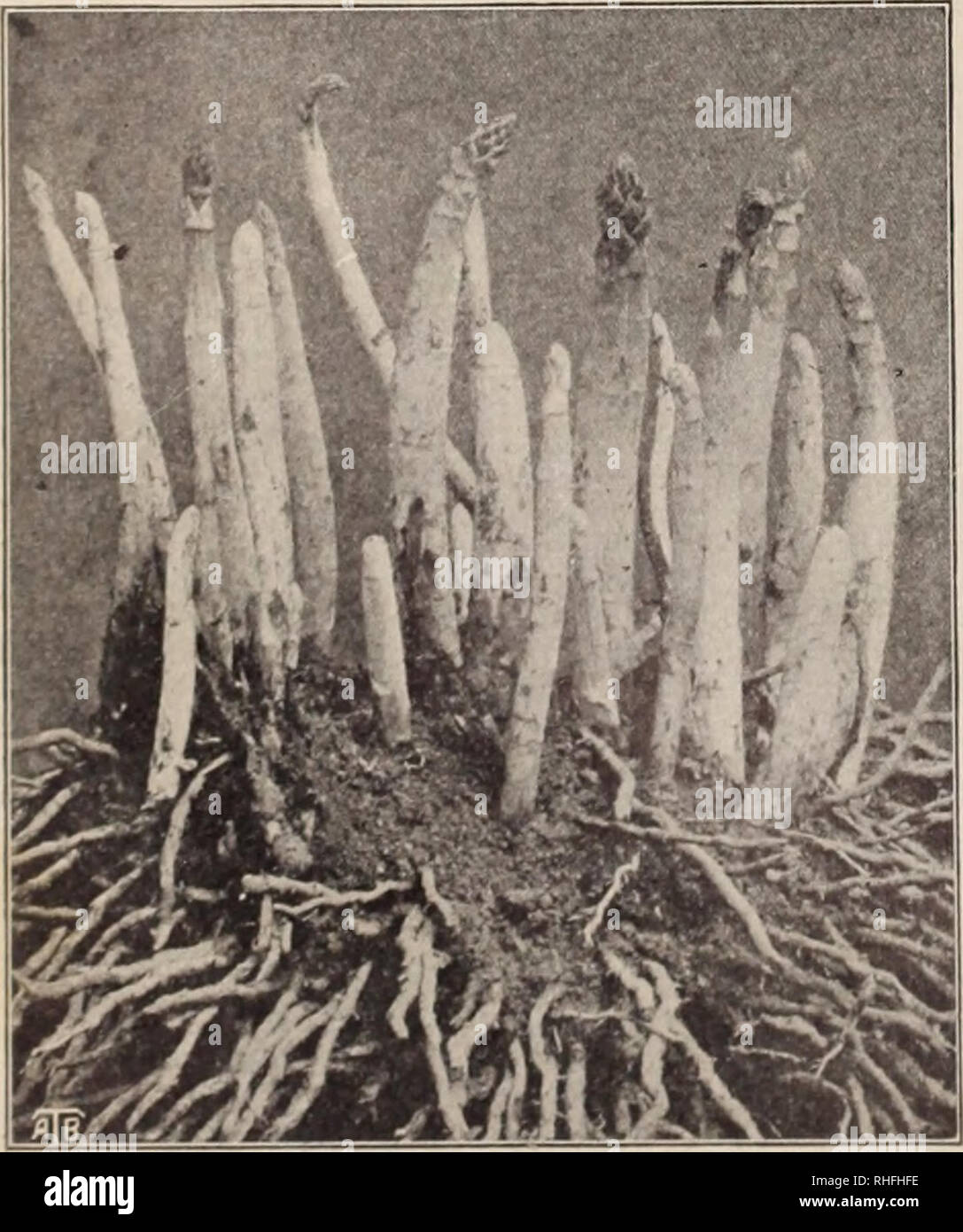 Seta cultural hi-res stock photography and images - Alamy