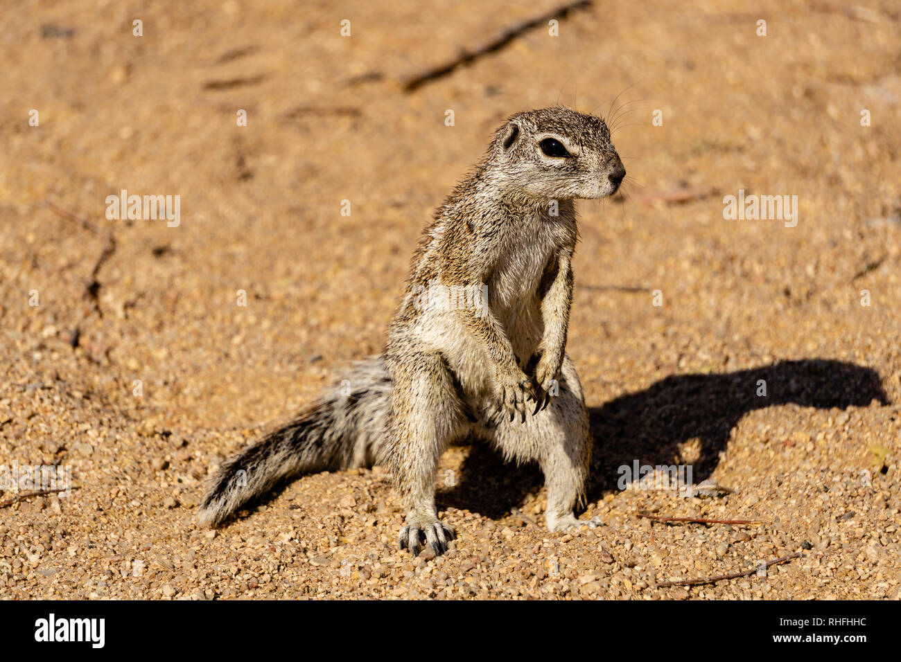 Gophers Stock Photos & Gophers Stock Images - Alamy