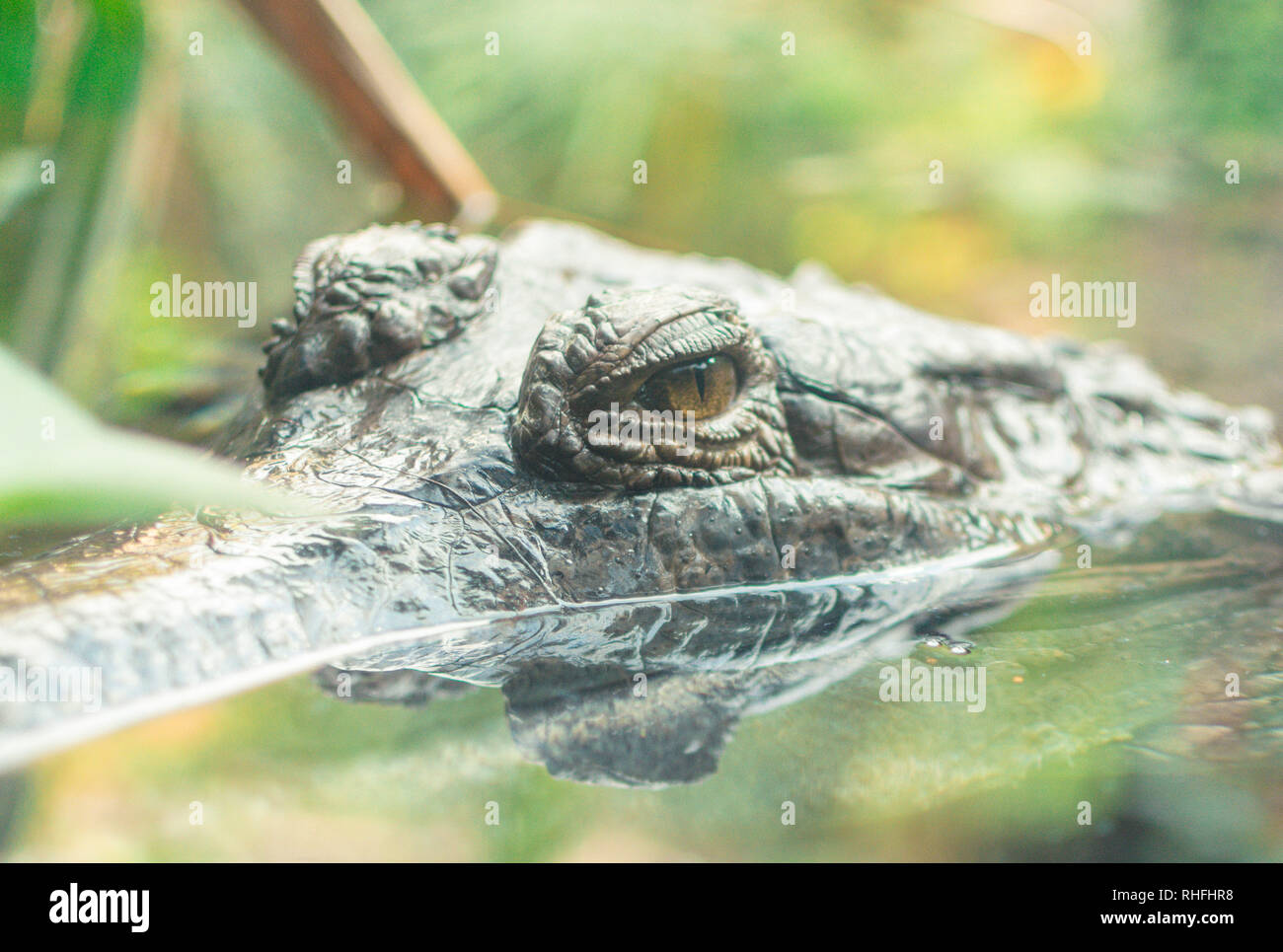 Beautiful Crocodile portrait reflection. Wildlife portraits Stock Photo ...