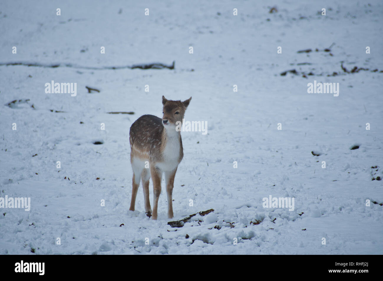 Baby deer in snow Stock Photo - Alamy