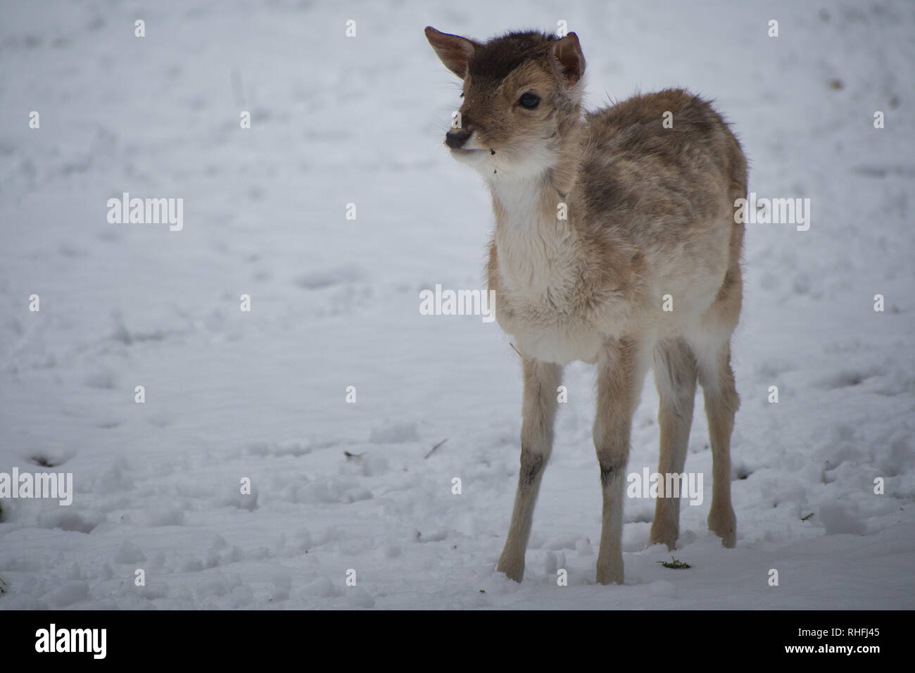 Baby deer in snow hi-res stock photography and images - Alamy