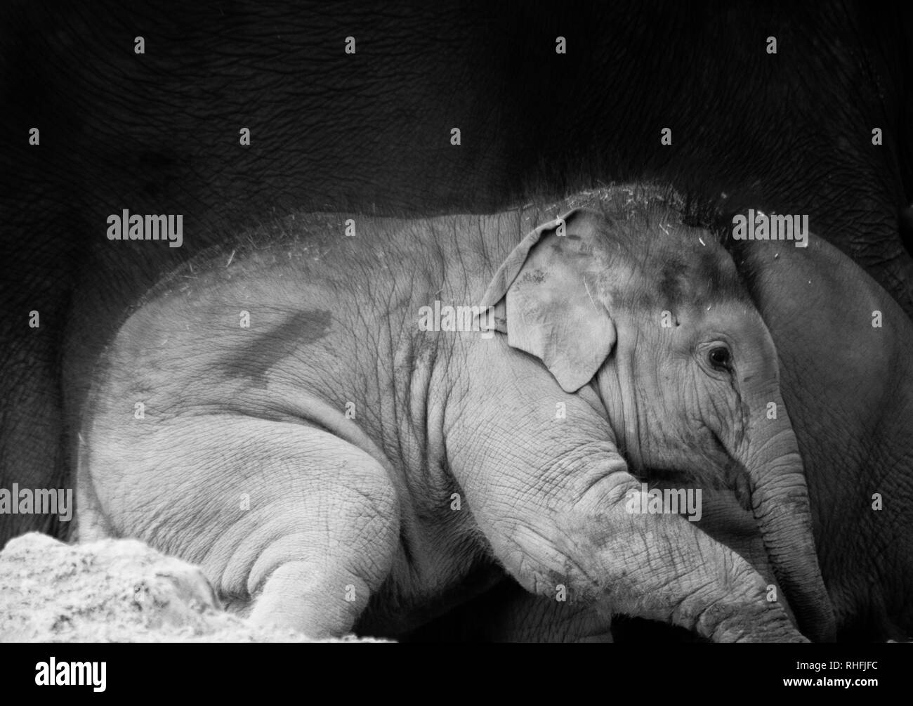 African elephant side view Black and White Stock Photos & Images - Alamy