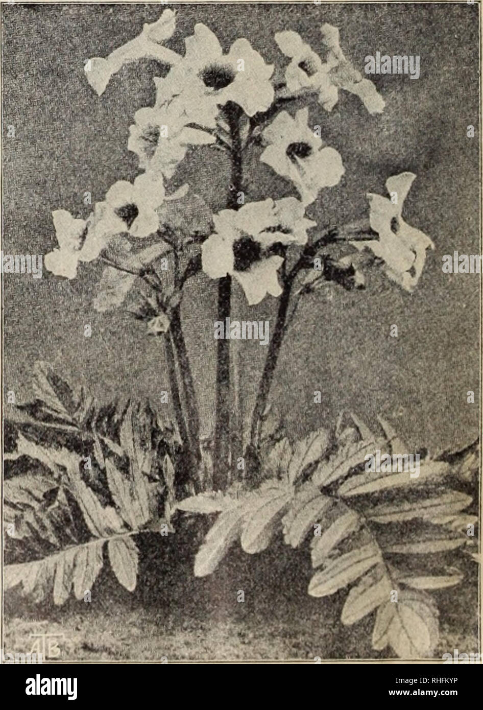 Himalaicus High Resolution Stock Photography and Images - Alamy