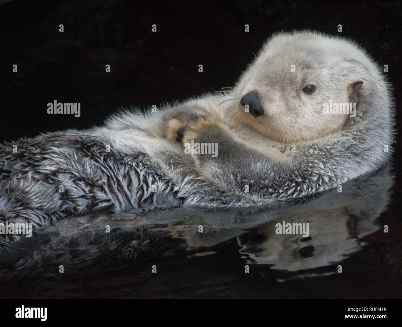 An otter relaxes as it floats on its back in a pool surrounded by rocks ...