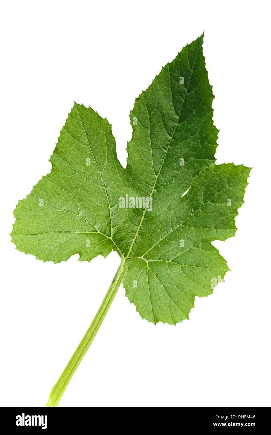 leaf zucchini isolated on white background. clipping path Stock Photo ...
