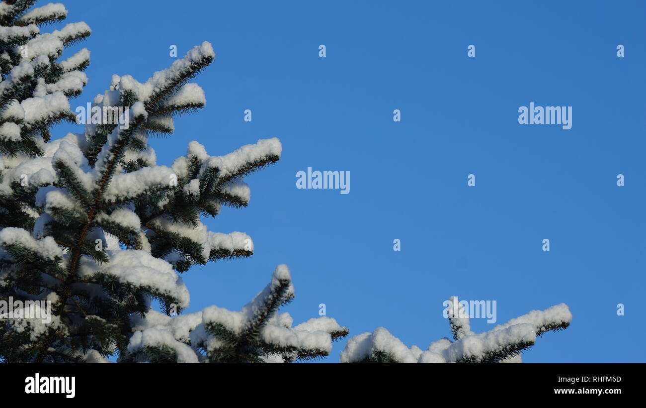 Snow covered pine tree branch against a clear blue sky Stock Photo - Alamy
