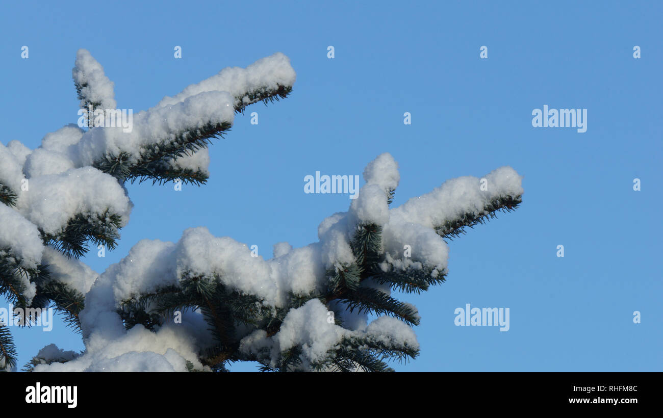 Ice cold tree branch with blue background hi-res stock photography and ...