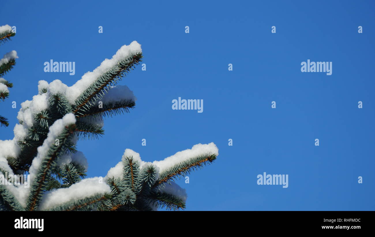 Ice cold tree branch with blue background hi-res stock photography and images - Alamy