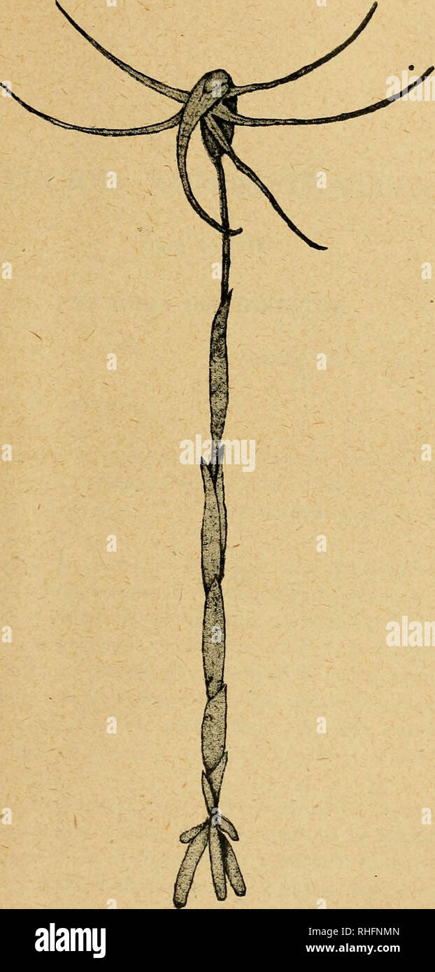 . Boletín del Museo Nacional de Chile. Natural history. LAMINA IV ...