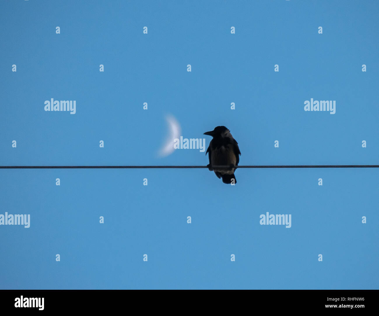 Mystery bird image hi-res stock photography and images - Alamy